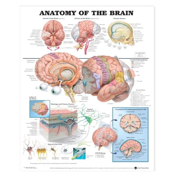 Wolters Kluwer Health Inc Chart Anatomical Anatomy Of The Brain 20X26 ...