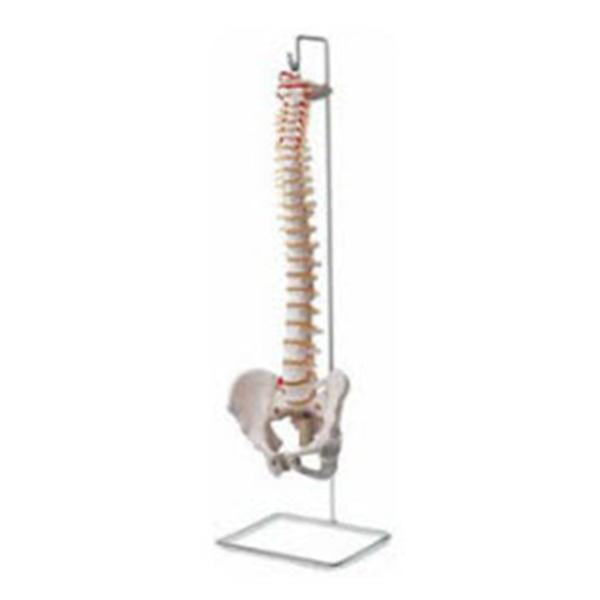 Patterson Medical Vertebral Column Model Anatomical Each - A783127 ...