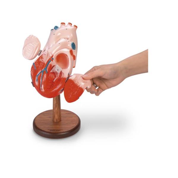 Denoyer Geppert Science Co. Heart Model Hands-On Giant Ea - SB33771M ...