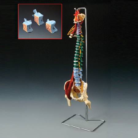 Anatomical Chart Company - Muscle Spine Model - CH5900 — Serfinity Medical